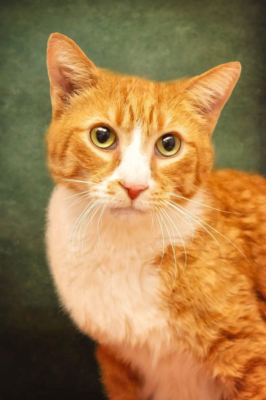 Paws of Hope, Southwest Michigan