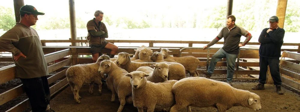 About Us — Motu-Nui Rams