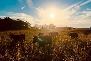 Old World Cattle at The River Farm — The River Farm