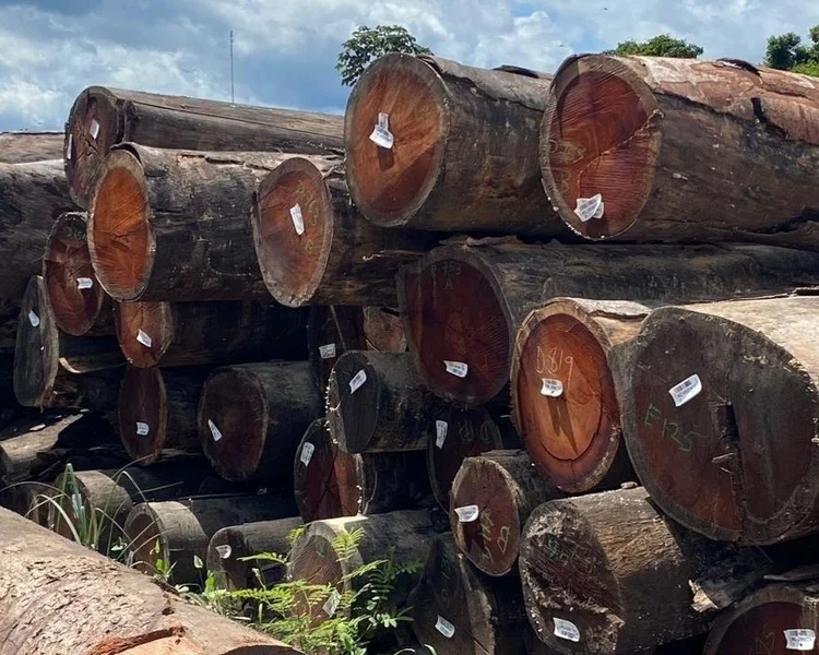 Tropical Hardwood Supplier & Wholesaler Suriname - Exotic Wood Source