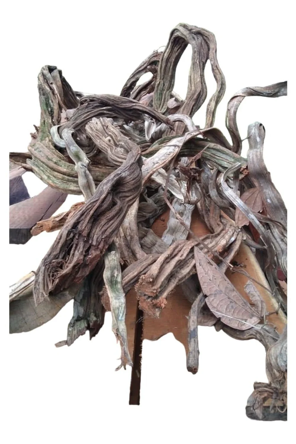 Plant Parts — Exotic Wood Source