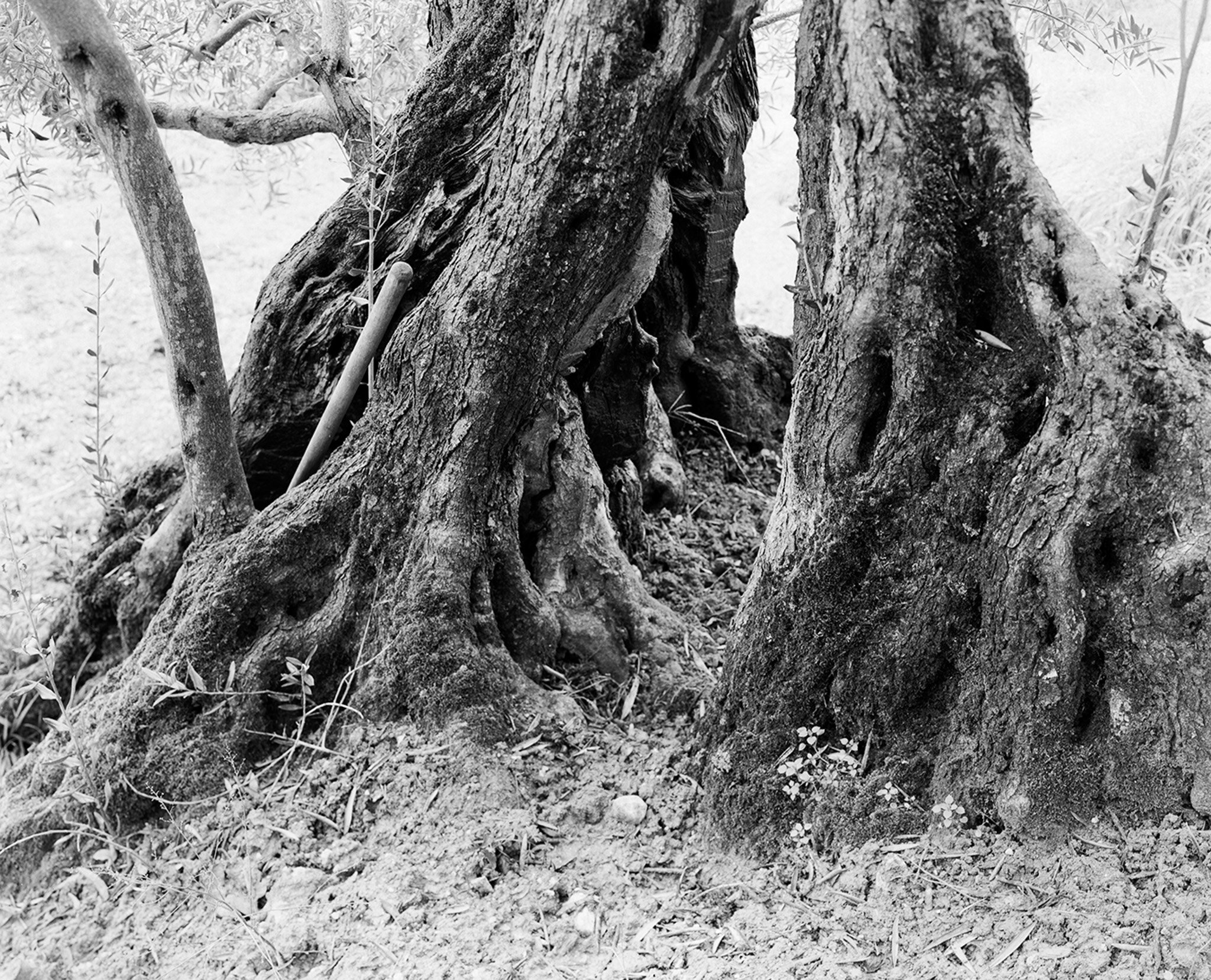 Wild — Emily Rath Orzabal | Photographer