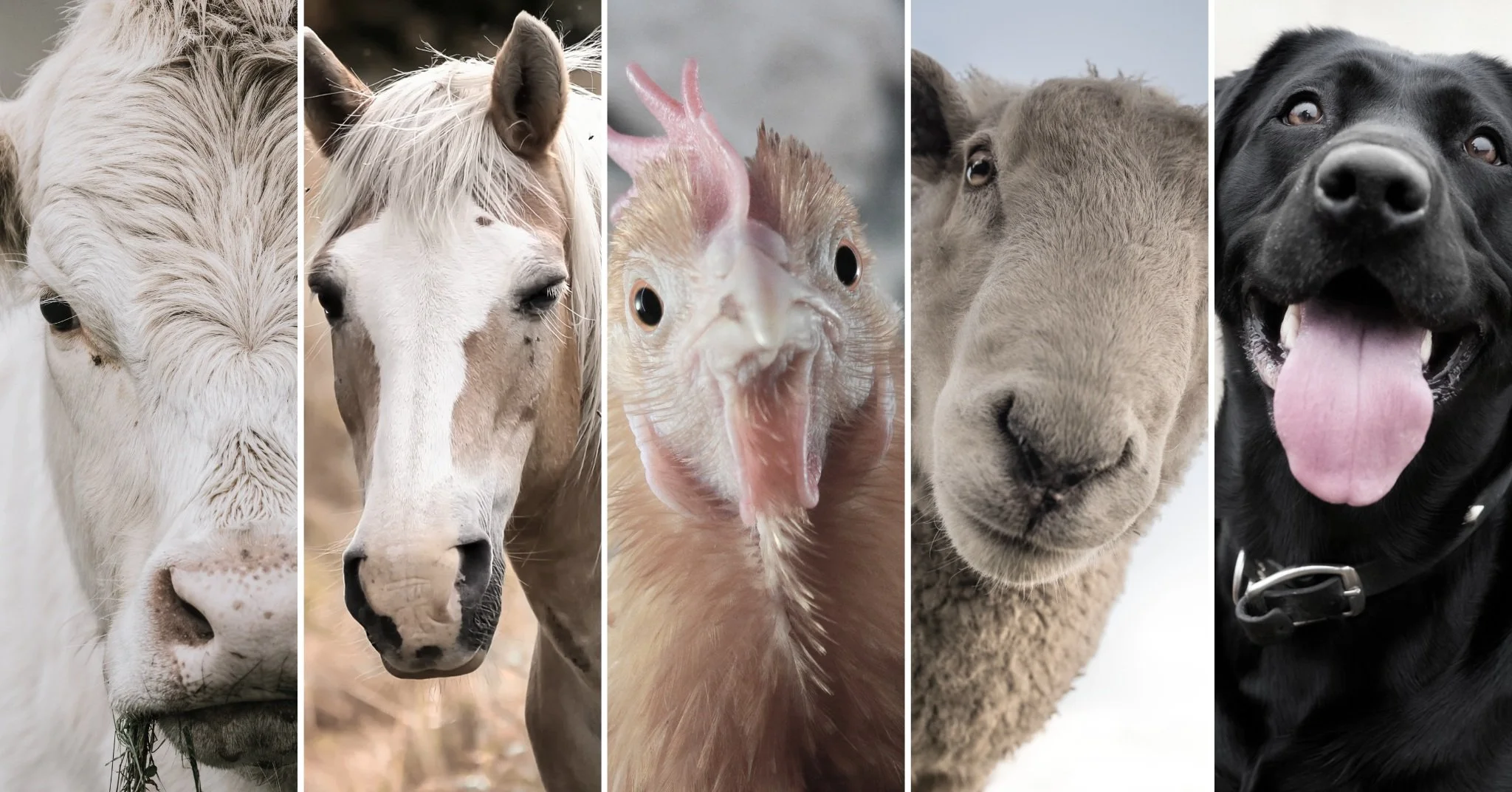 Products — Evans Feed Co.