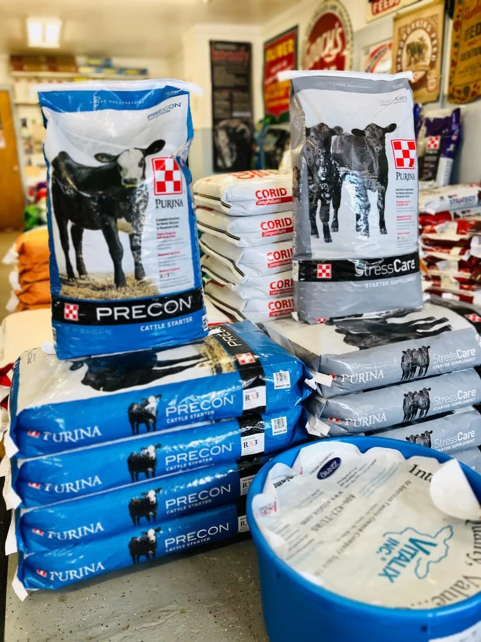 Cattle — Evans Feed Co.