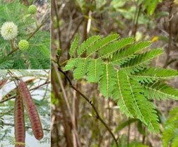 Weed of the Month: Leucaena leucocephala — Life on Coochiemudlo Island