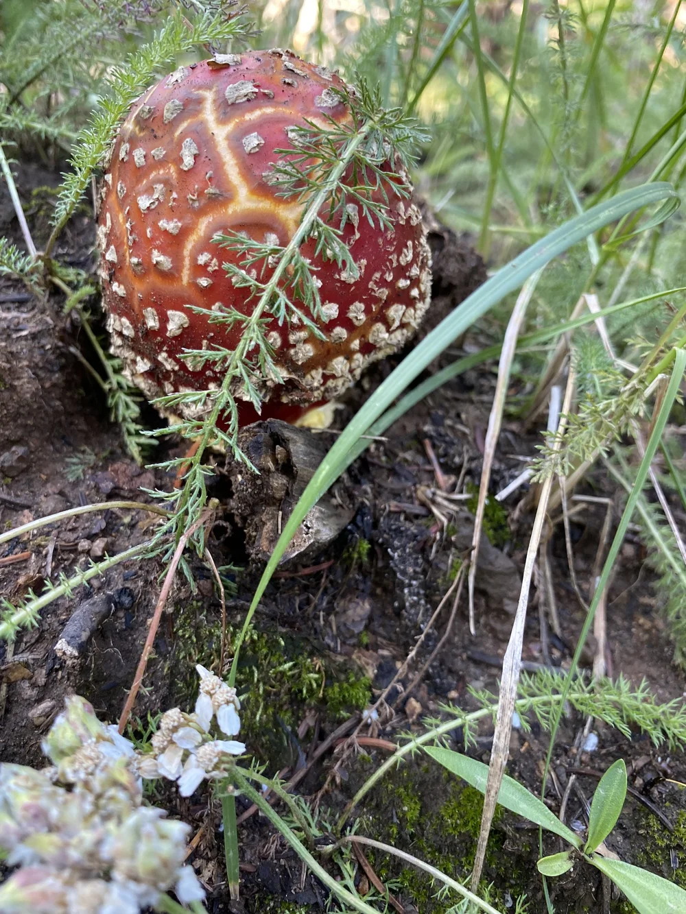 Contact Us — Grand Mesa Resort Co.