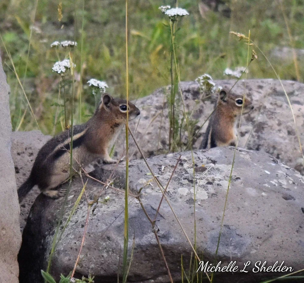Gallery 2 — Grand Mesa Resort Co.