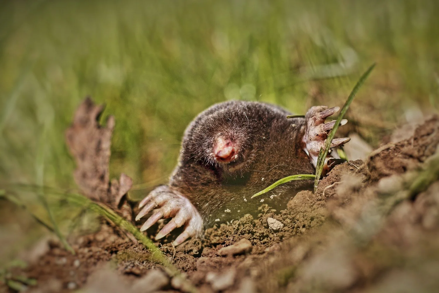 British mammals — Mammal Society