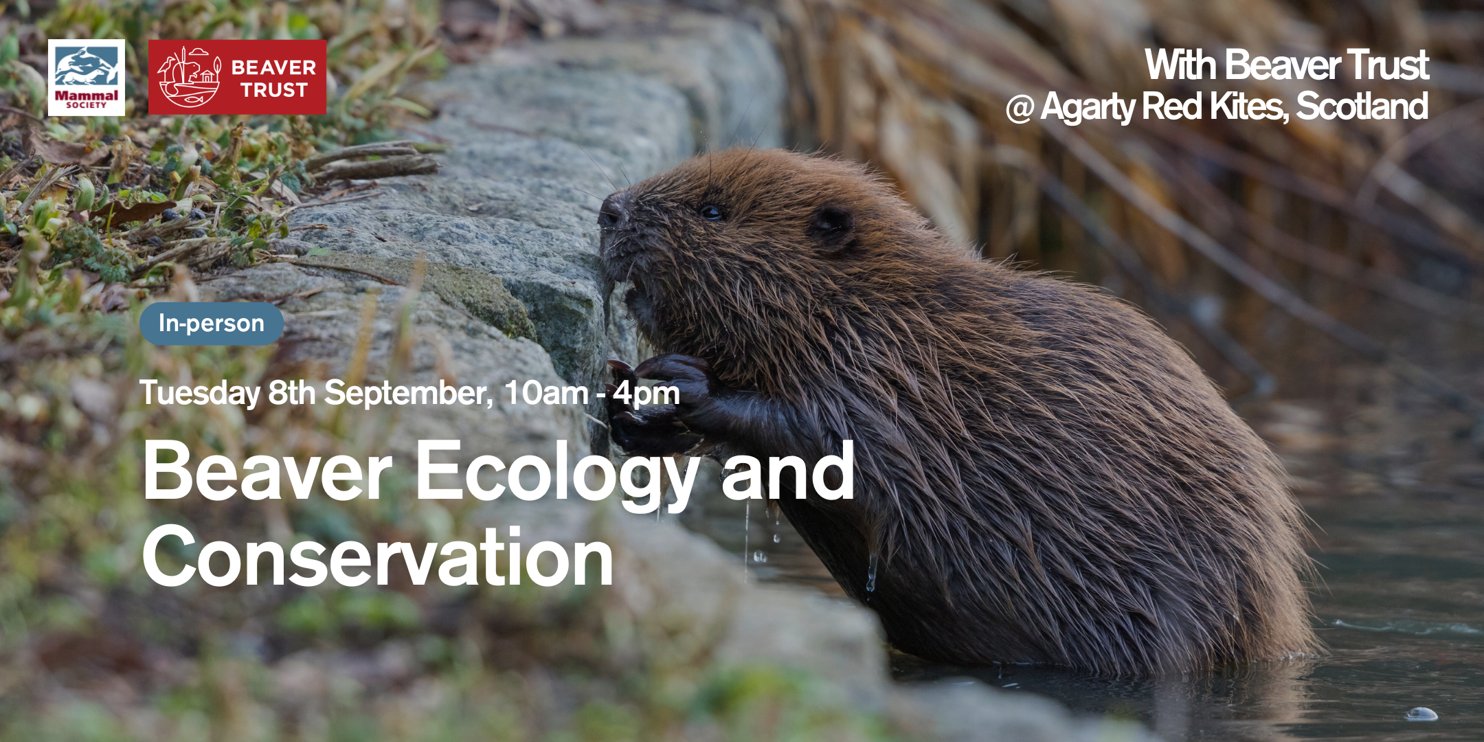 Beaver Ecology and Conservation (in-person) — Mammal Society