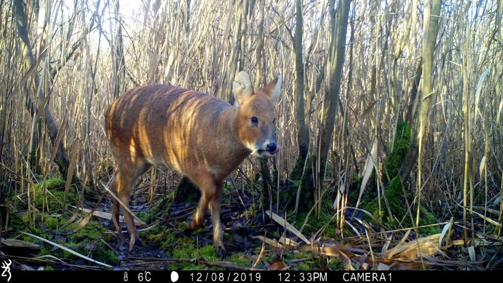 Chinese water deer — Mammal Society