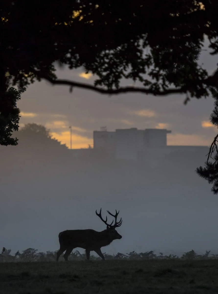 Position statement: Achieving the Sustainable Management of Wild Deer ...