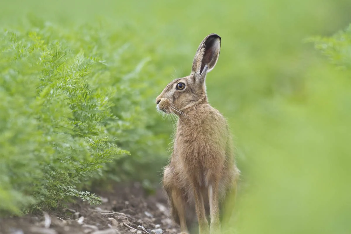 Mountain hare — Mammal Society