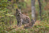 The Reintroduction of the lynx to Britain — Mammal Society