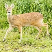 Chinese water deer — Mammal Society