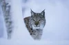 Position Statement - the reintroduction of the lynx to Britain — Mammal ...