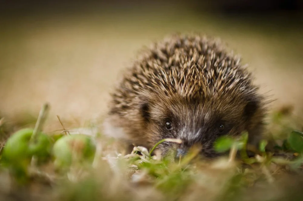 Can the hedgehog call the hedgerow home anymore? — Mammal Society