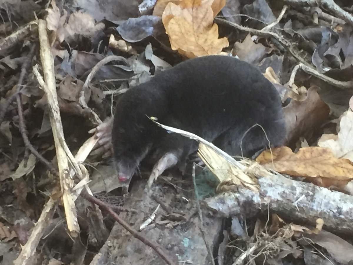 Mole — Mammal Society