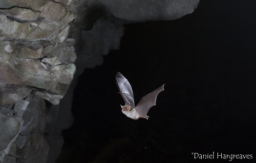 Natterer’s Bat — Mammal Society
