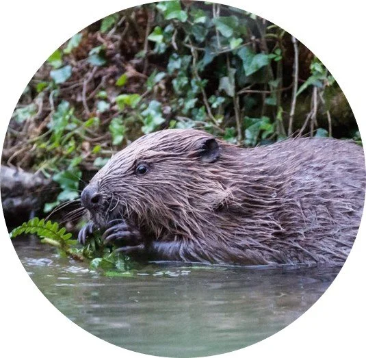 Walk this waterway Wednesday- Eurasian Beaver! — Mammal Society