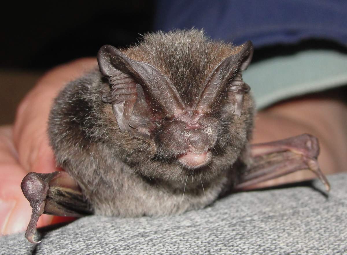 Barbastelle Bat — Mammal Society