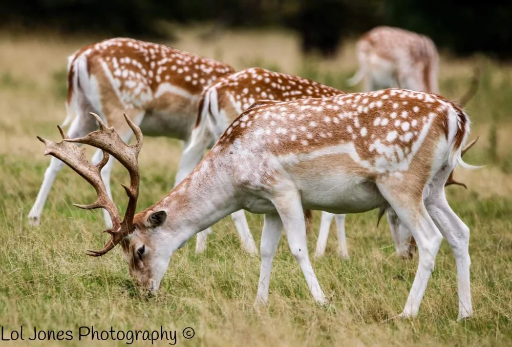 Sika deer — Mammal Society