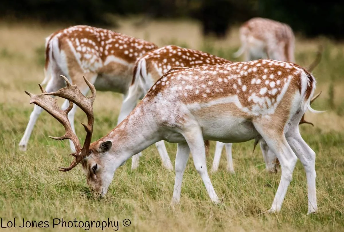 Fallow deer — Mammal Society