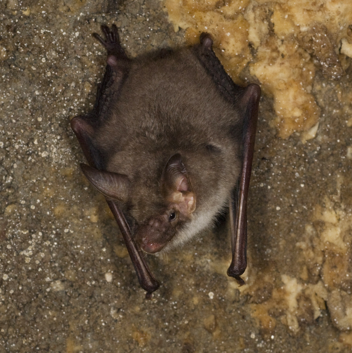 Greater Mouse-Eared Bat — Mammal Society