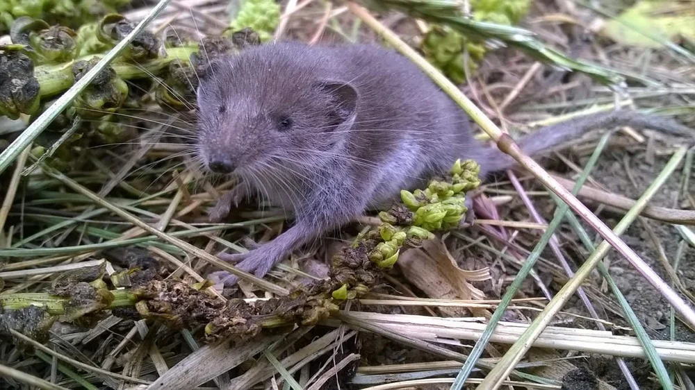 British mammals — Mammal Society