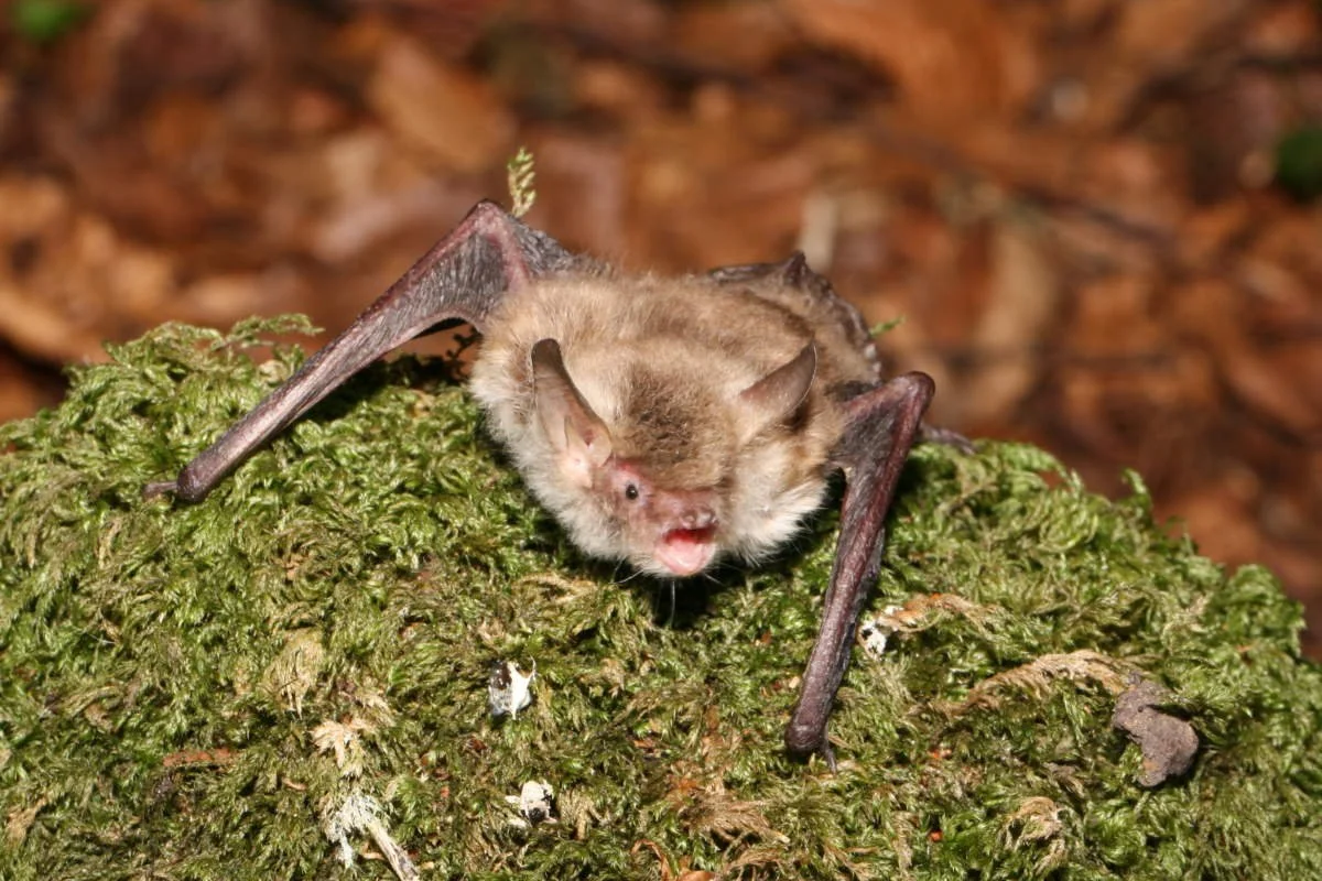 Natterer’s Bat — Mammal Society