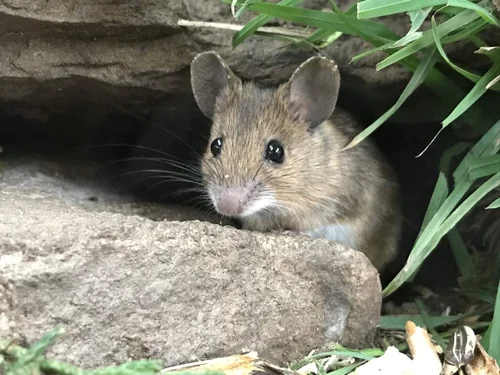 Wood mouse — Mammal Society