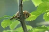 Hazel dormouse — Mammal Society