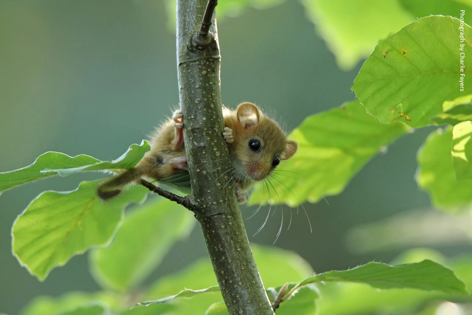 Hazel dormouse — Mammal Society