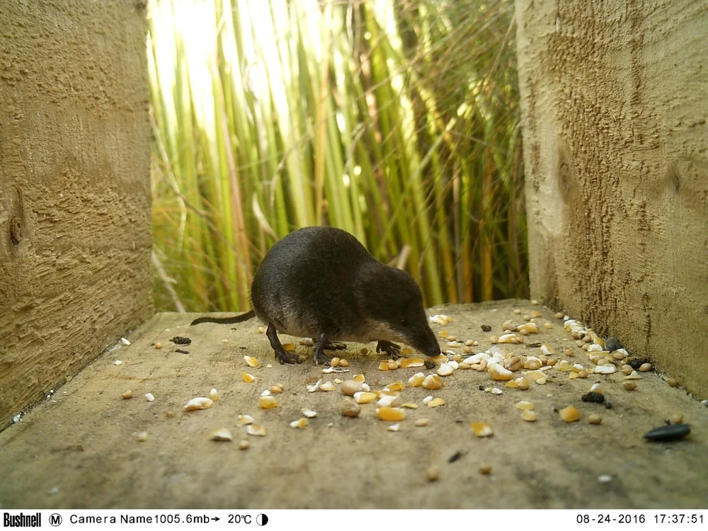 Water shrew — Mammal Society
