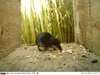 Water shrew — Mammal Society