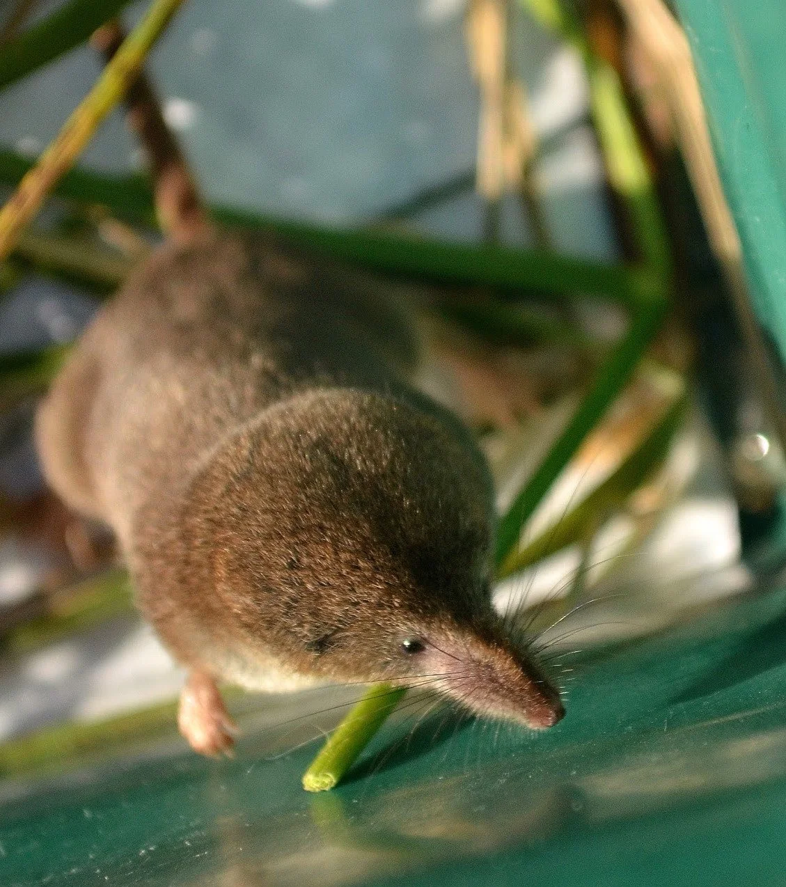 Pygmy shrew — Mammal Society