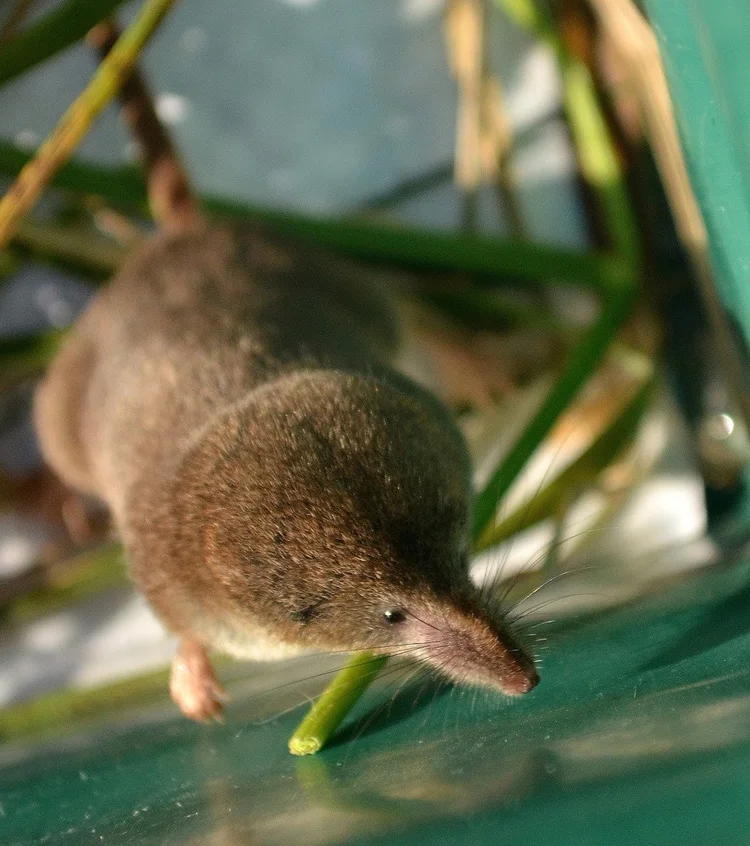 Pygmy shrew — Mammal Society