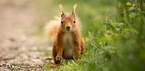 Red squirrel — Mammal Society