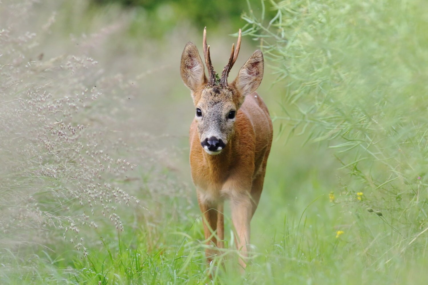 Roe deer — Mammal Society