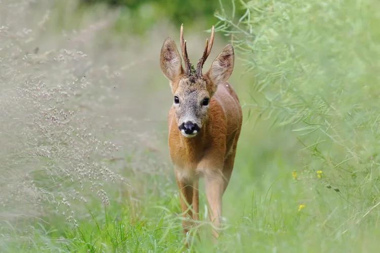 Roe deer — Mammal Society