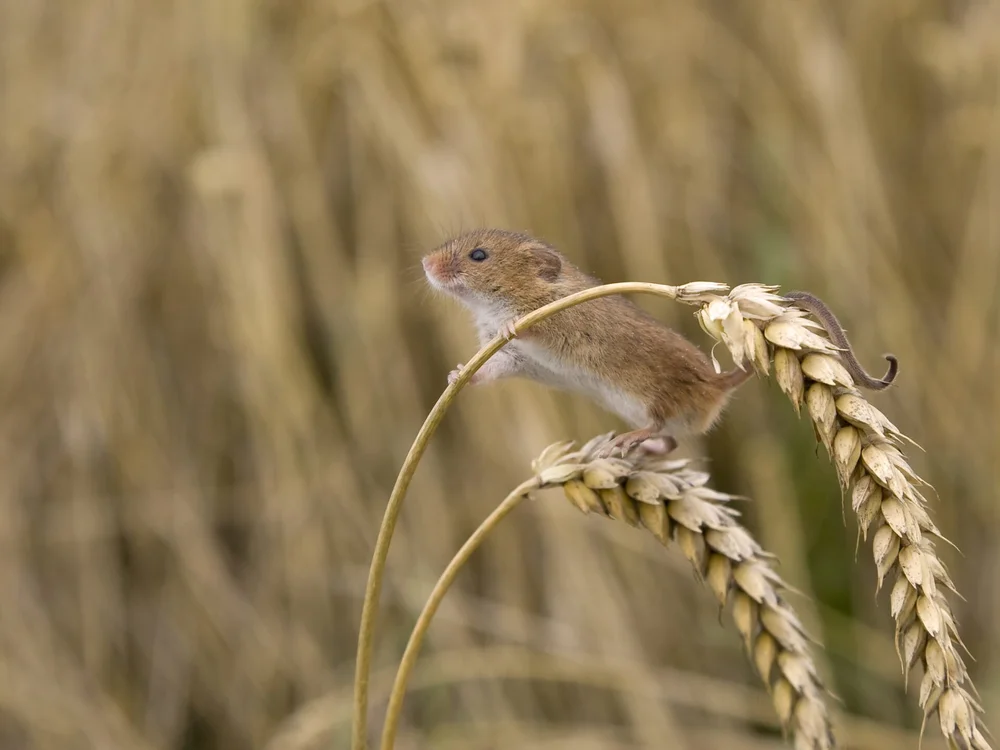 Harvest mouse — Mammal Society