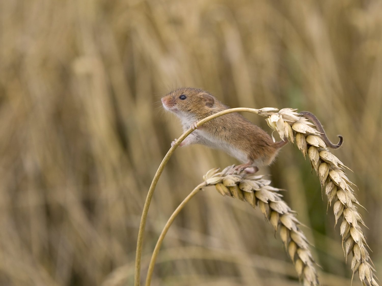 Yellow-necked mouse — Mammal Society