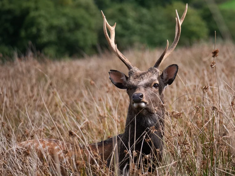 Sika deer — Mammal Society