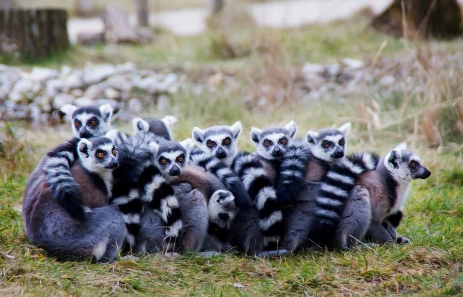 Investigating social networks and their benefits in captive ring-tailed ...