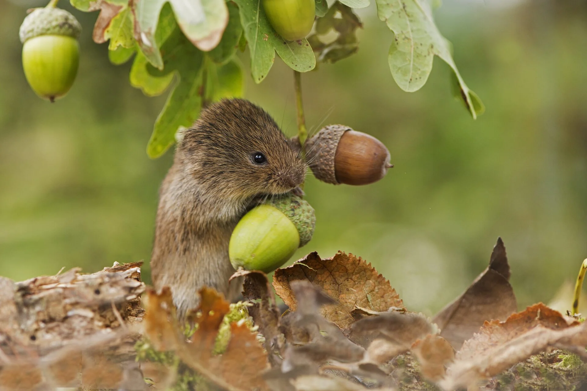 Water vole — Mammal Society