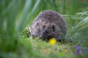 European hedgehog — Mammal Society