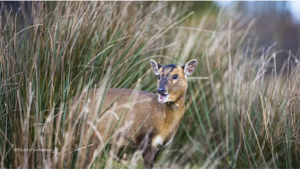 Muntjac deer — Mammal Society