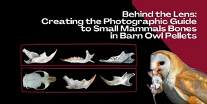 Guide to Small Mammal Bones in Barn Owl Pellets — Mammal Society