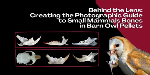 Guide to Small Mammal Bones in Barn Owl Pellets — Mammal Society