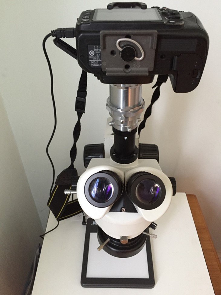 Guide to Small Mammal Bones in Barn Owl Pellets — Mammal Society