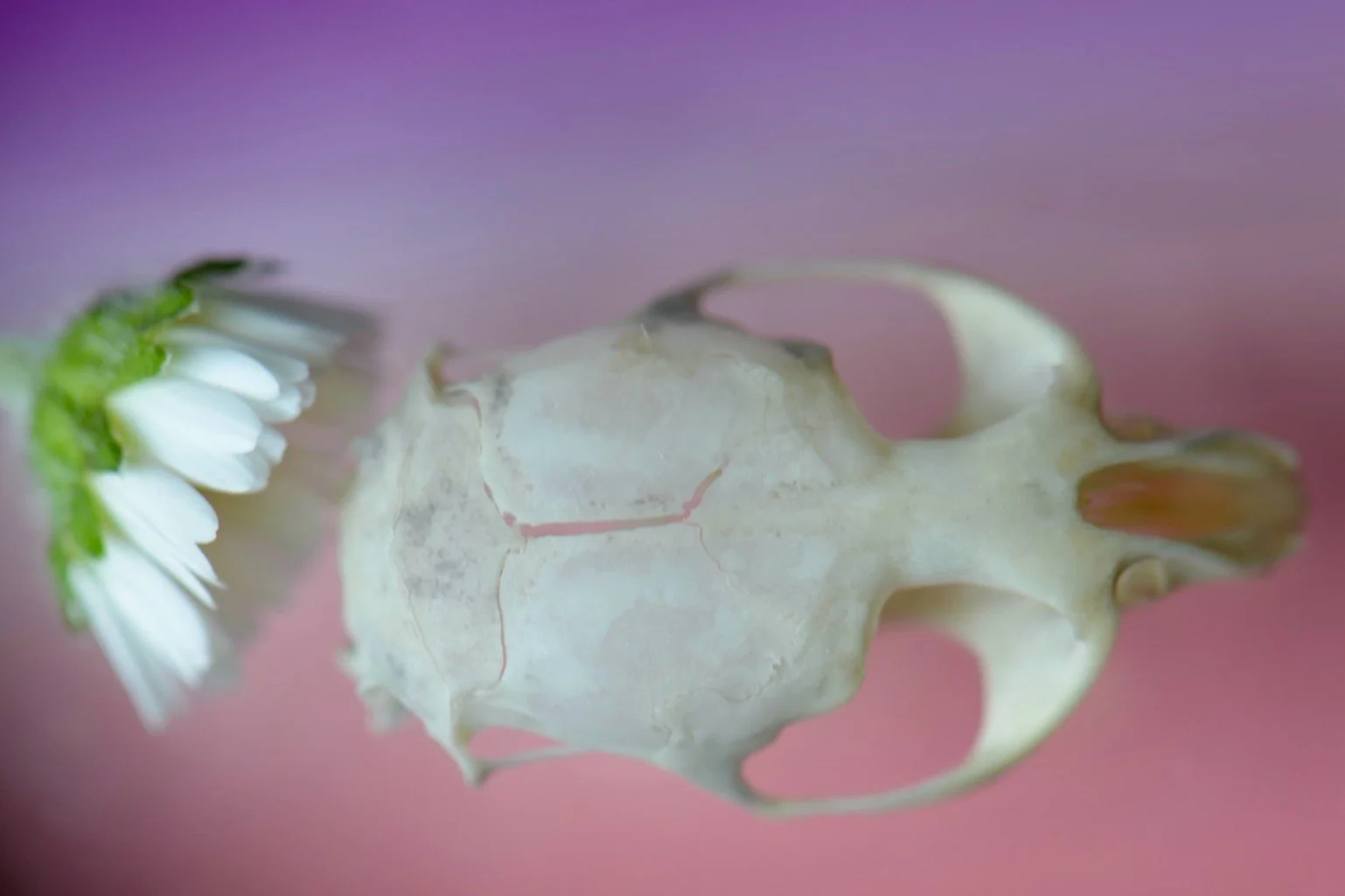 Guide to Small Mammal Bones in Barn Owl Pellets — Mammal Society